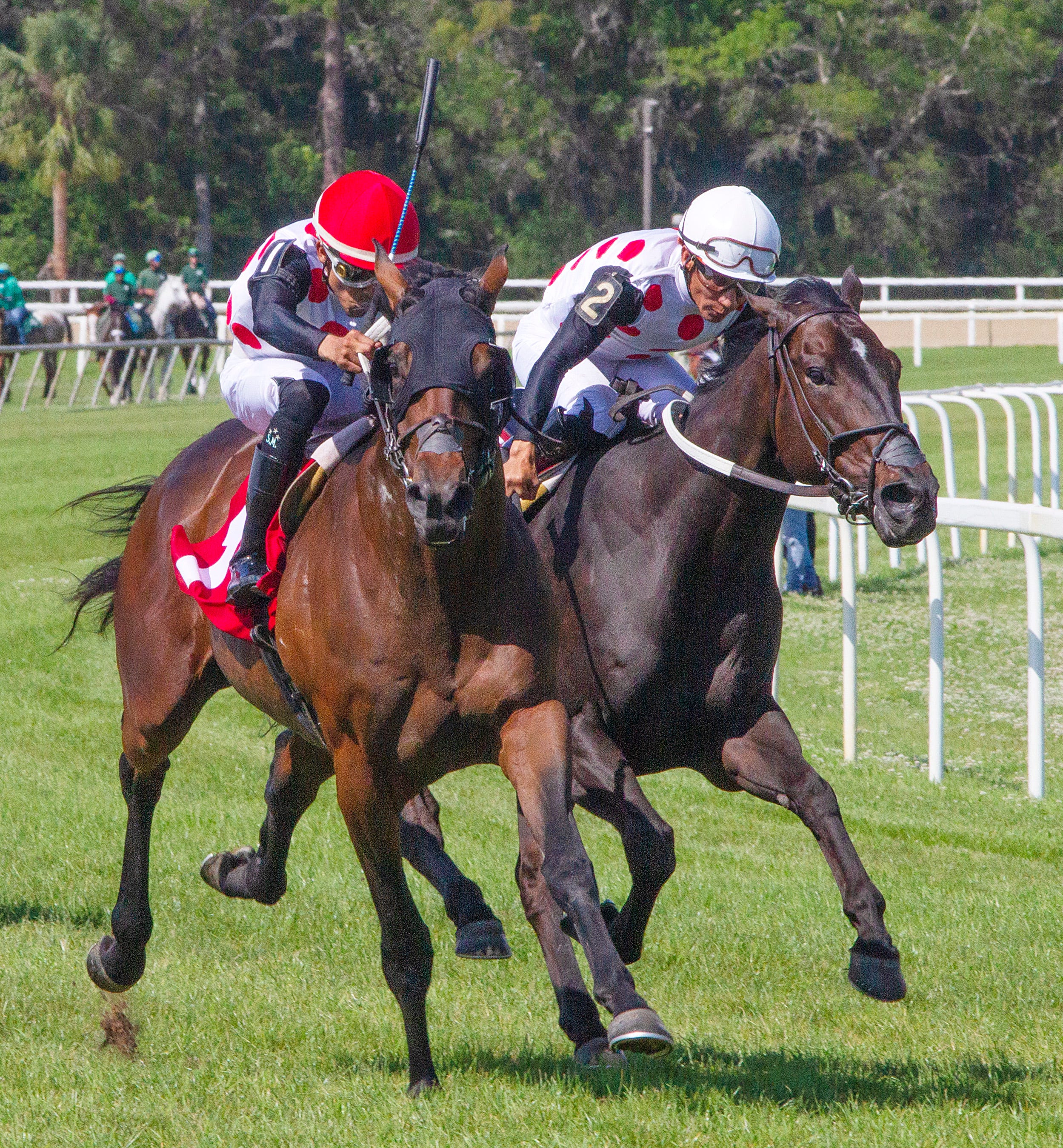Crystal Quest ($30) surprises with Turf Classic triumph on Florida Cup Day